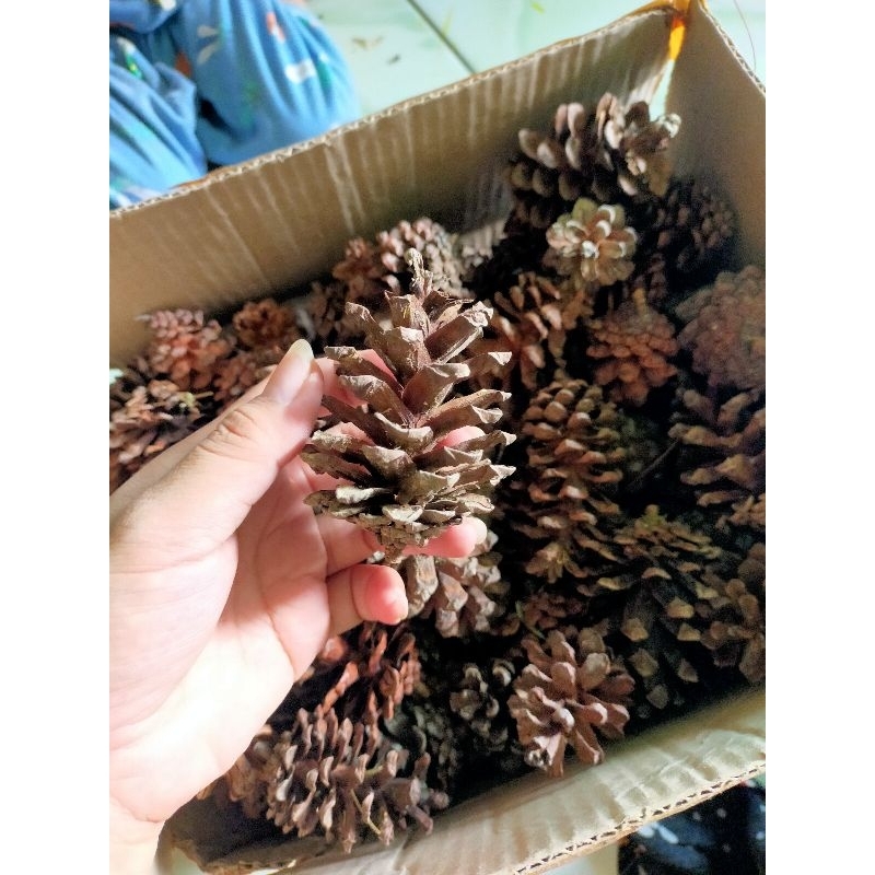 Jual buah pinus kering / pinus | Shopee Indonesia