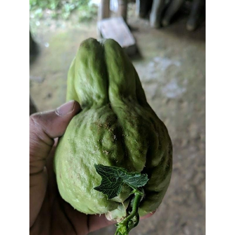 Jual Bibit labu siam super atau Jipang BENIH LABU SIAM / BIJI LABU SIAM ...