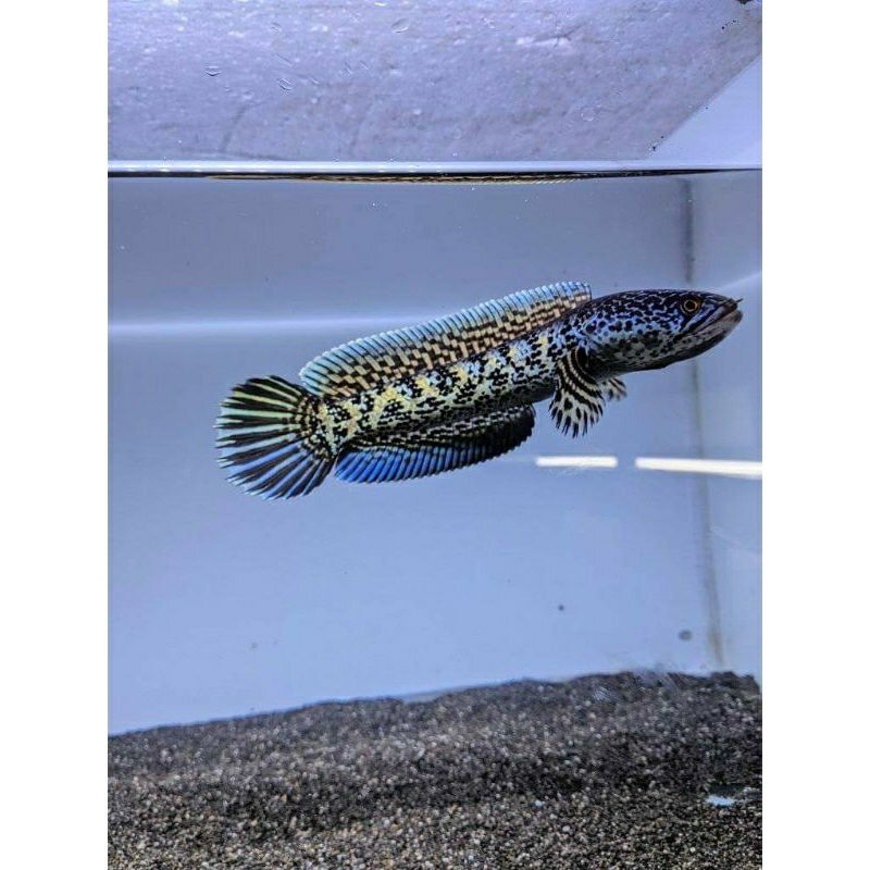 Jual Channa Auranti CB M (10-15cm) | Shopee Indonesia