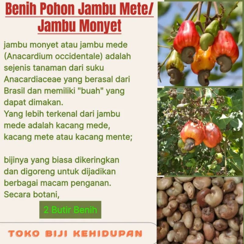 Jual 2 BIJI BENIH JAMBU METE/JAMBU MONYET (REPACK) | Shopee Indonesia