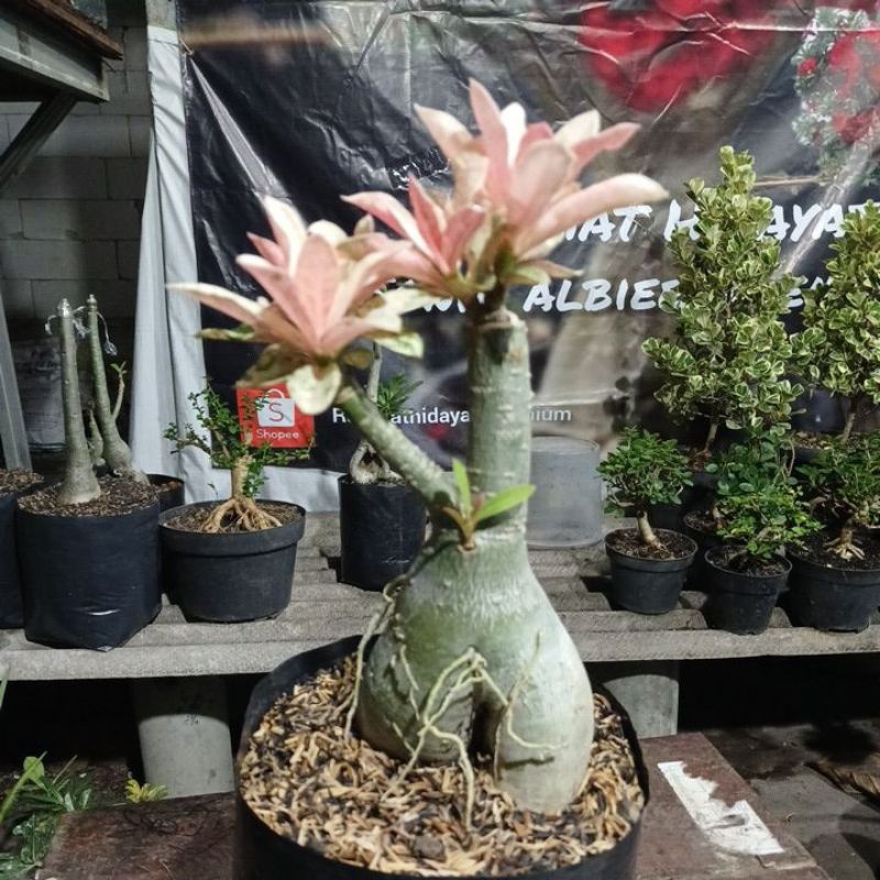 Jual adenium | Shopee Indonesia