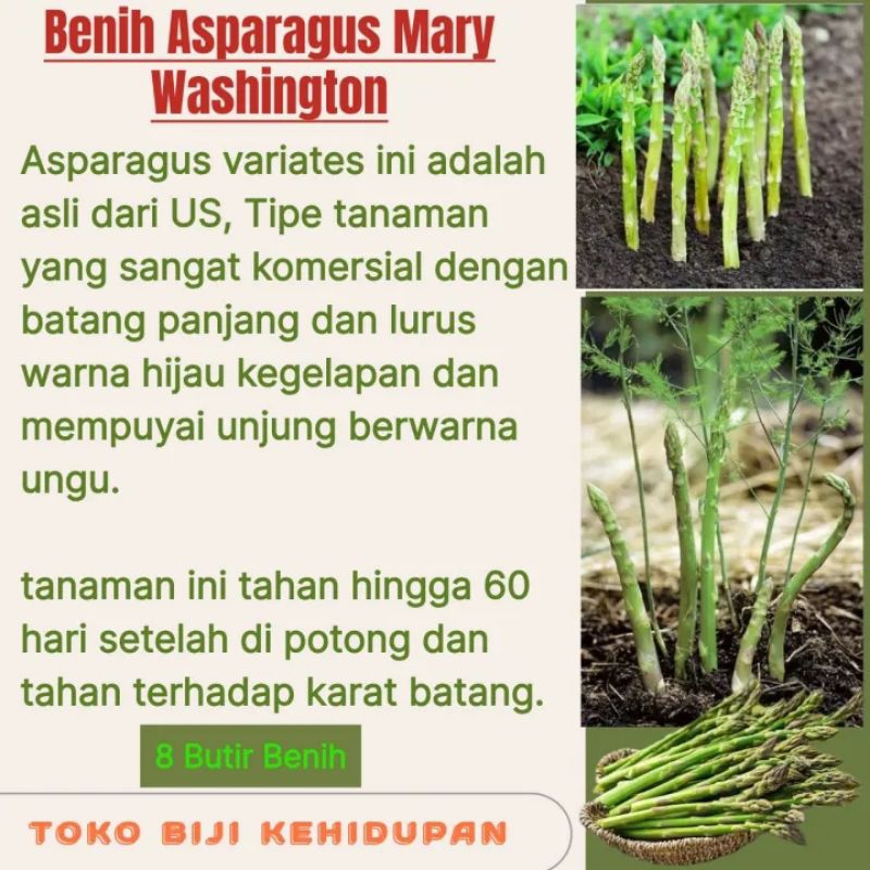 Jual 8 BIJI BENIH ASPARAGUS MARY WASINGTHON (REPACK) | Shopee Indonesia
