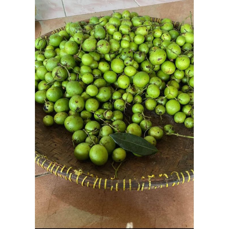 Jual Gandaria/jatake | Shopee Indonesia