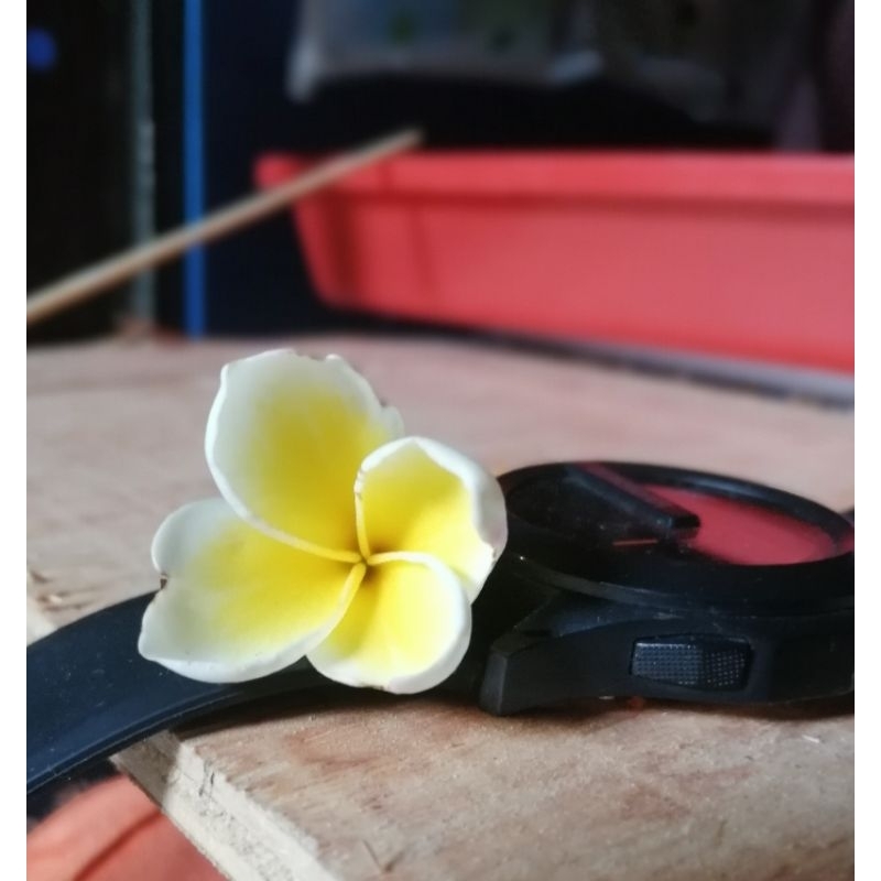 Jual nature. bunga kamboja kelopak 4 dan kepompong emas | Shopee Indonesia