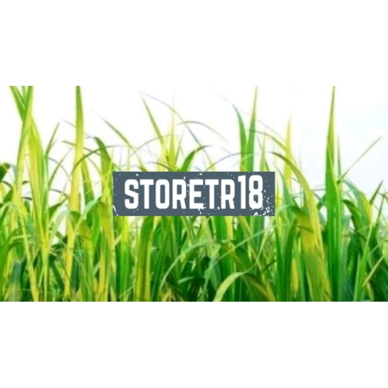 Jual Daun Tebu Segar Fresh Per 500 Gram | Shopee Indonesia