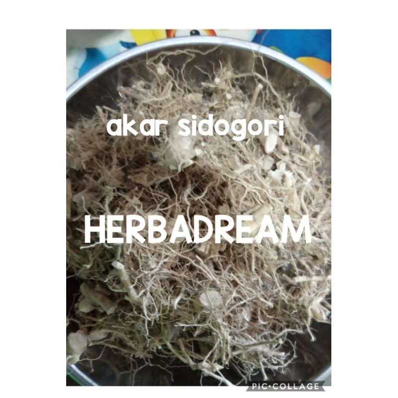 Jual 1 KG AKAR SIDOGORI SIDAGURI SIDAGORI SADAGURI SALIGURI OTOK OTOK ...