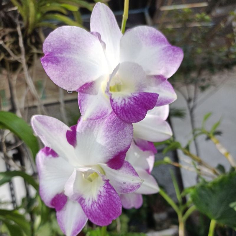 Jual Anggrek dendrobium kelopak besar putih ungu | Shopee Indonesia