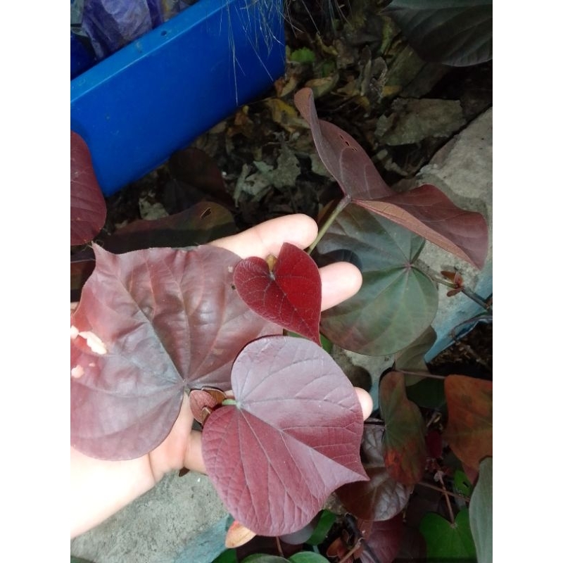 Jual BIBIT BAHAN BONSAI WARU DAUN MERAH | Shopee Indonesia