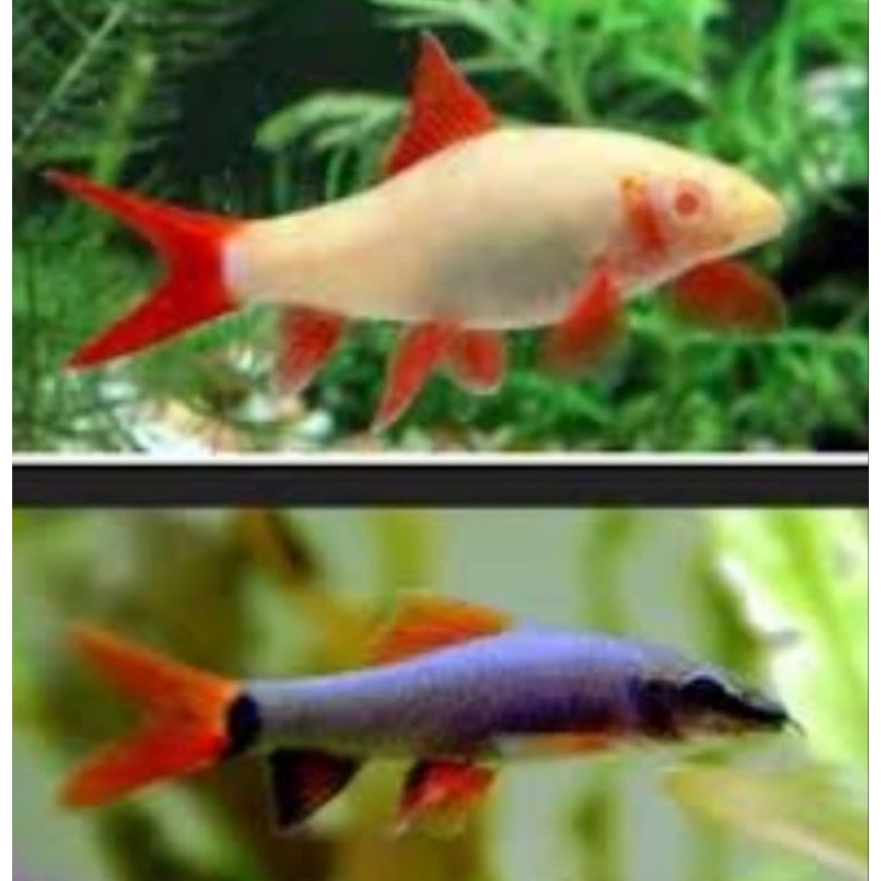 Jual ikan hias alga Eater redfin shark albino red Fin shark black hitam ...