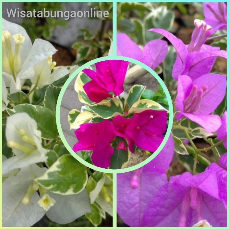 Jual tanaman hias bougenville variegata / parigata | Shopee Indonesia