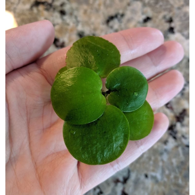 Jual Amazon frogbit tanaman aquascape | Shopee Indonesia