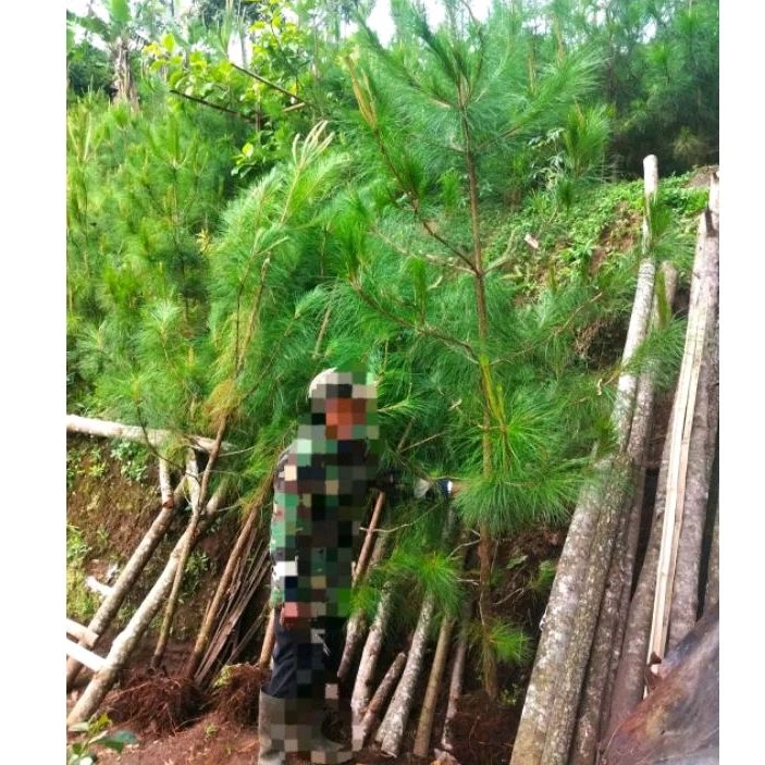 Jual pohon pinus merkusi ukuran 2_ 2.5 m (mohon baca dl diskripsi ...