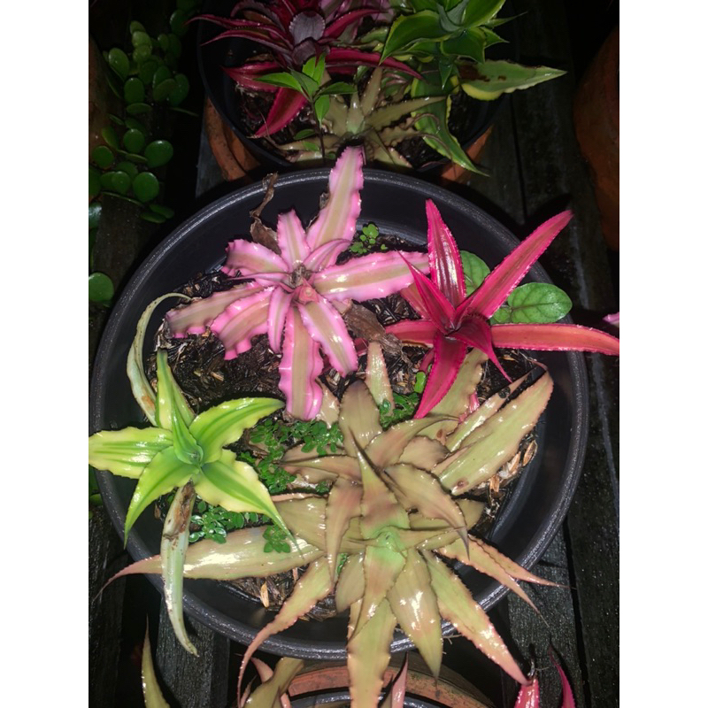 Jual Criptantus (skulen) | Shopee Indonesia