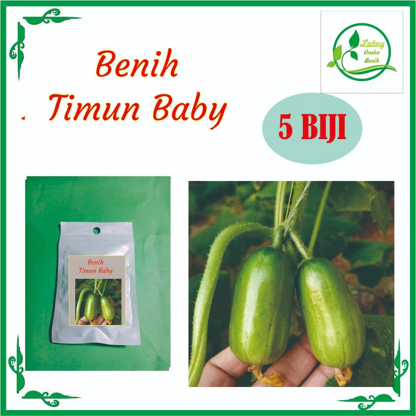 Jual BENIH TIMUN BABY ISI 5 BIJI | Shopee Indonesia