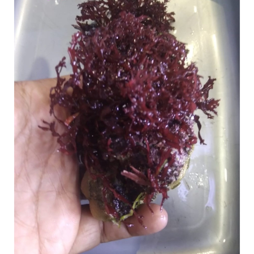 Jual Rumput KERITING MERAH - Macroalgae Laut | Shopee Indonesia