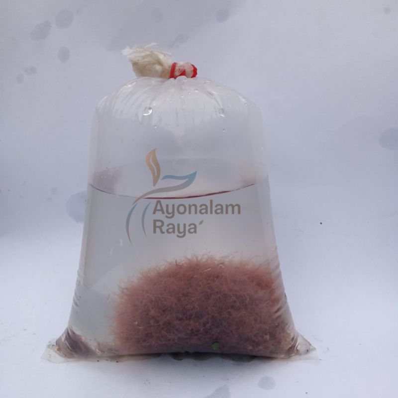 Jual Cacing Sutra Pakan Ikan Cupang Pakan Burayak Cupang Makanan Ikan ...