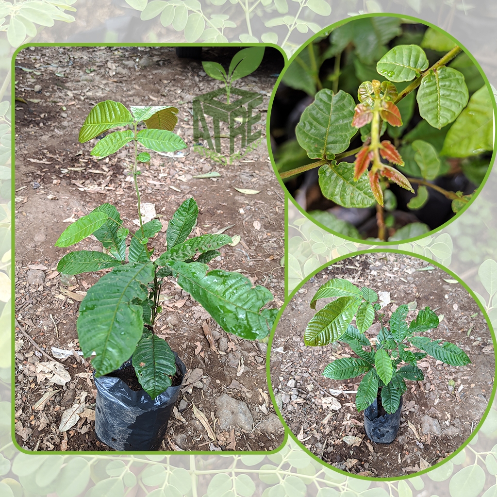 Jual Tanaman Bibit Pohon Matoa - Buah Mirip Kelengkeng Aroma Durian - Khas Papua | Shopee Indonesia