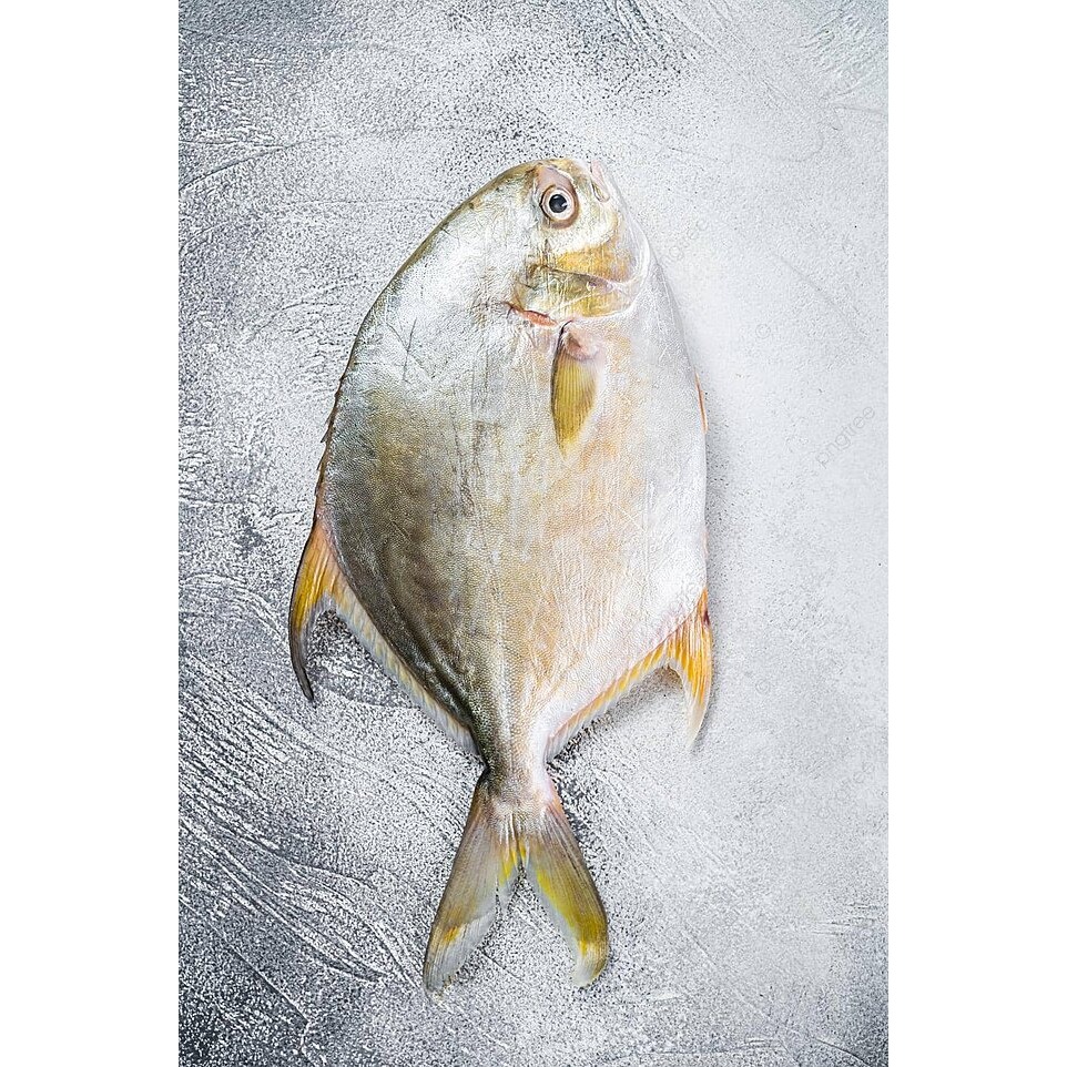 Jual Ikan Laut Segar Ikan Kerapu | Ikan Kembung | Ikan Kuwe | Ikan ...