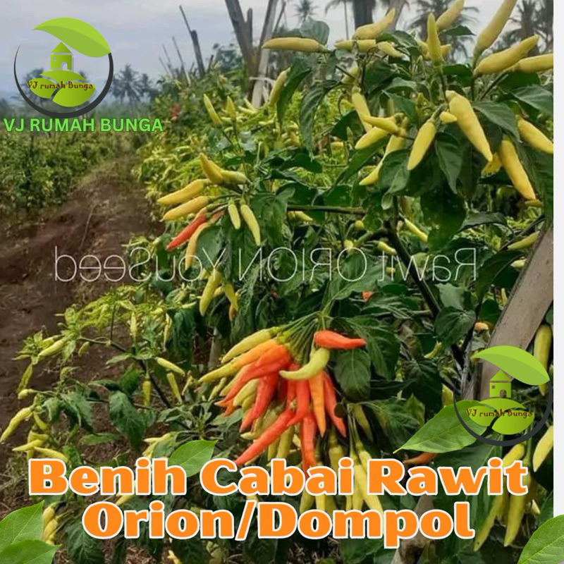 Jual Benih bibit cabai f1 Orion dompol cabe dompol orion | Shopee Indonesia