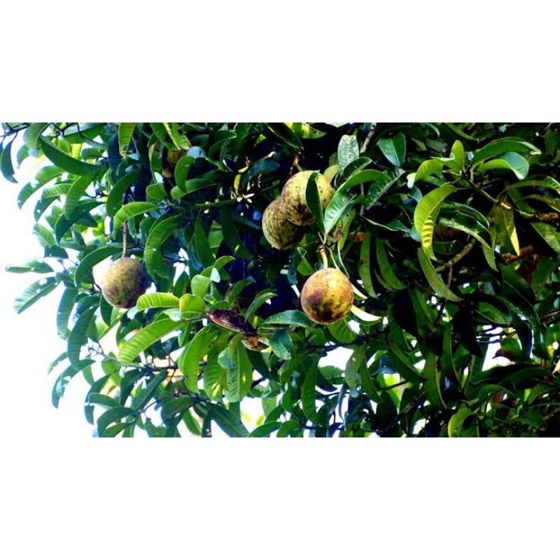 Jual buah pakel muda segar 1kg | Shopee Indonesia