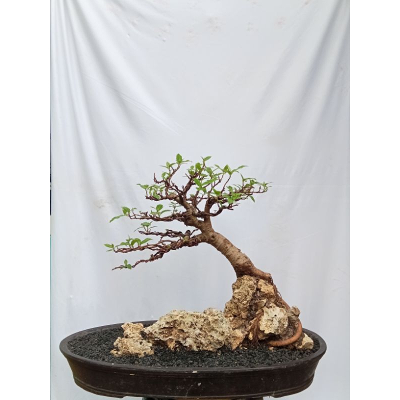 Jual bonsai pohon loa/ficus racemosa | Shopee Indonesia