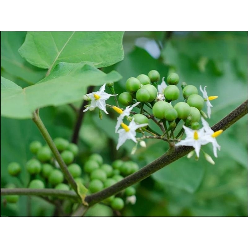 Jual Buah rimbang cepokak takokak tekokak segar 300gr | Shopee Indonesia