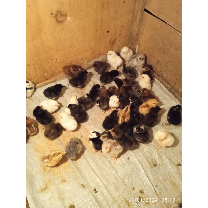 Jual doc ayam kampung | Shopee Indonesia