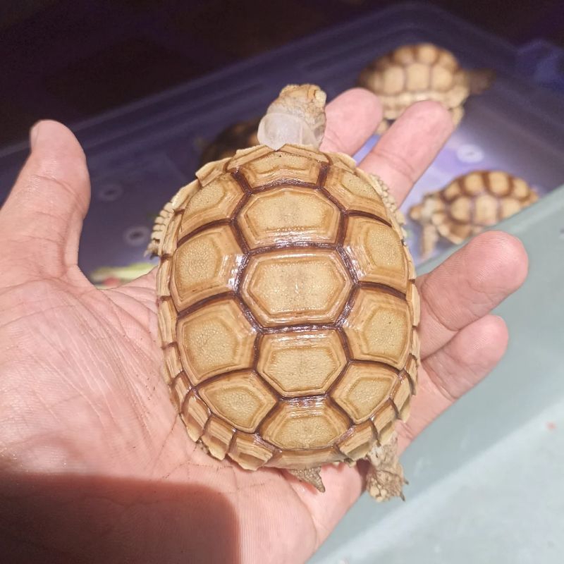 Jual Sulcata Thinline Dotless size aman 8cm | Shopee Indonesia