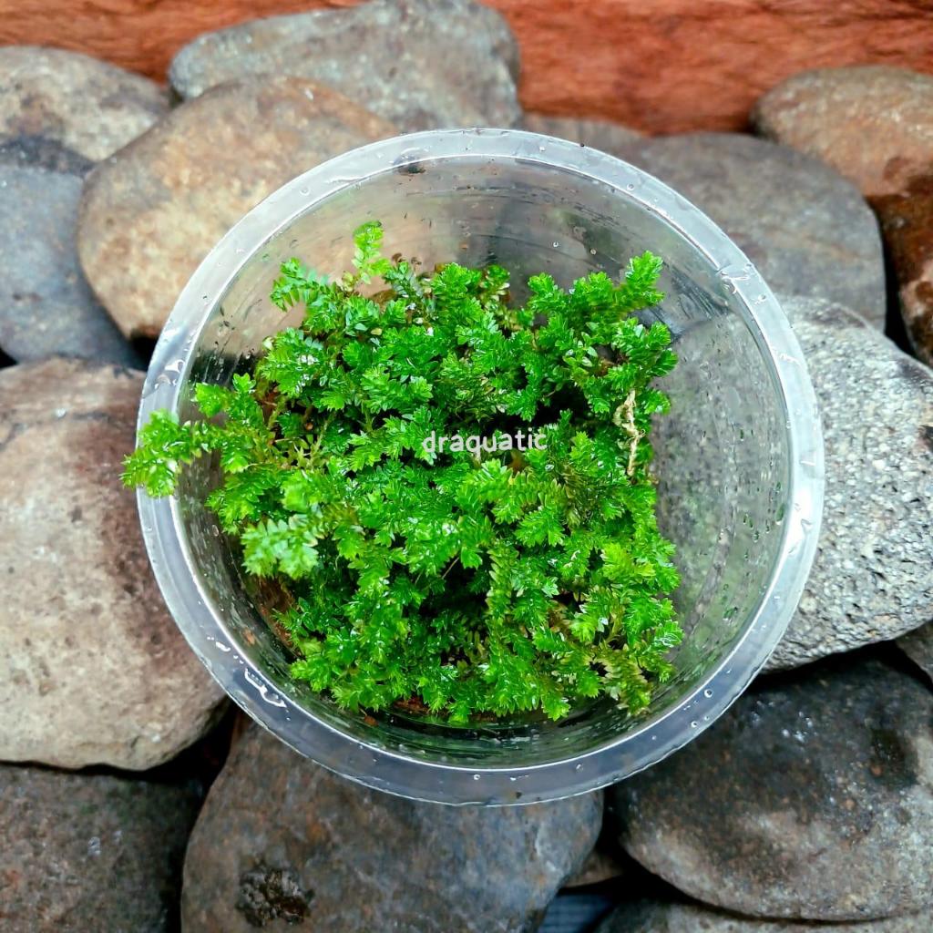 Jual Tanaman hias lumut Ambon | Rumput Papua ( Selaginella apoda ...
