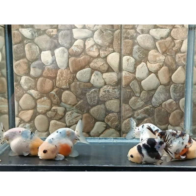 Jual Ranchu Sapi / Spesial | Shopee Indonesia
