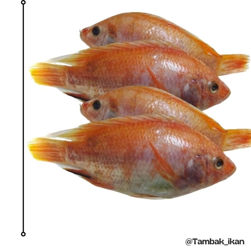 Jual Ikan Mujair/Mujair Merah Utuh Premium Segar 1kg | Shopee Indonesia