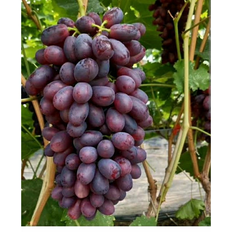 Jual Anggur import (BKN, Ninel, Jupiter, Everest) | Shopee Indonesia