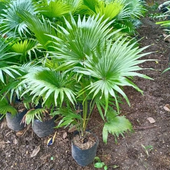 Jual Tanaman Hias Palem Sadeng ukuran 80-1 mtr - pohon Palm Hidup ...