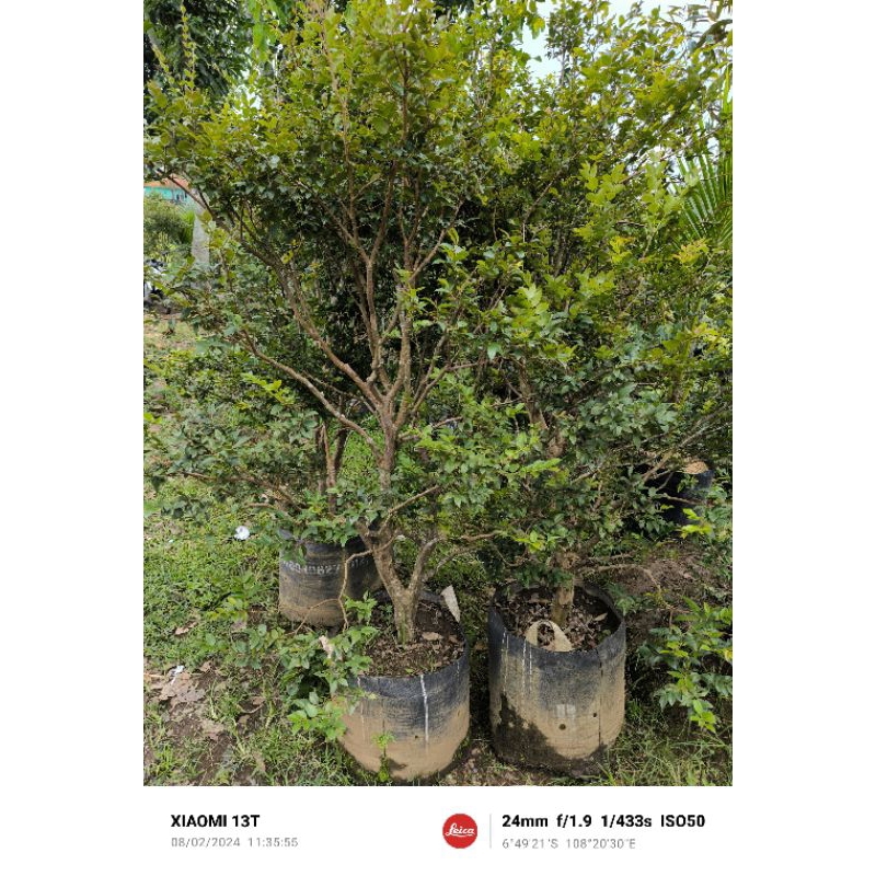 Jual bibit anggur Brazil ukuran besar (packing kayu) sudah pernah ...