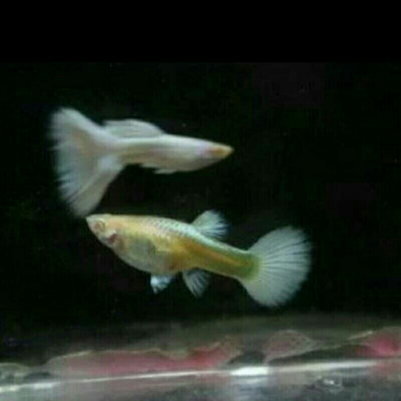 Jual ikan guppy albino full platinum | Shopee Indonesia