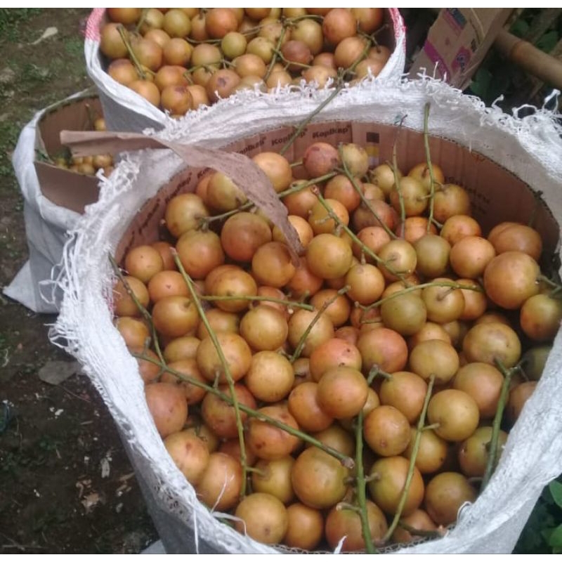 Jual Buah menteng besar mencoy muah langka 1 kg buah musiman buah asam ...