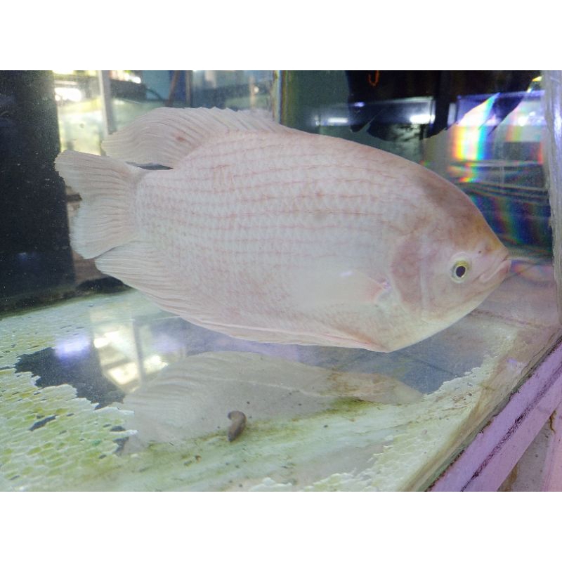 Jual Hiasan Gurame Padang | Gurpad Jumbo 7-8jari | Shopee Indonesia