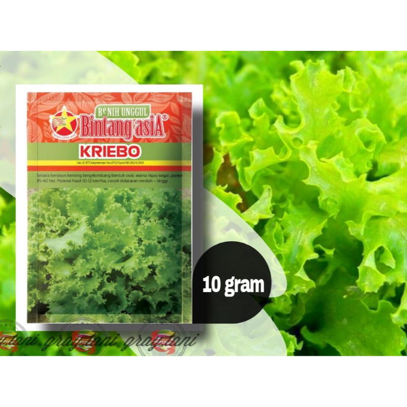 Jual Benih Bibit Selada Kriebo Merek Bintang Asia (10 Gram) Original ...