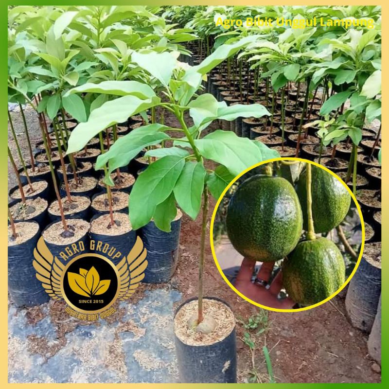 Jual Bibit Alpukat Markus Super Jumbo Asli Tanaman Okulasi Sambung ...
