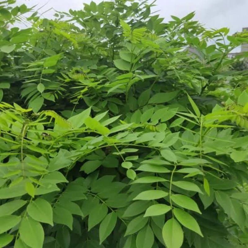 Jual Stek Bibit Gamal/Kleresede Fresh Pakan Ternak 1Kg | Shopee Indonesia