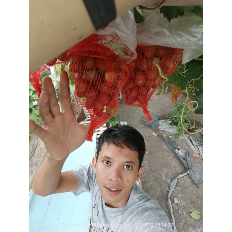 Jual BIBIT ANGGUR IMPOR BOGEMA ( kusus pulau jawa bali madura ...