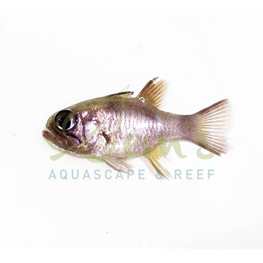 Jual Ikan Air Laut Capungan Mata Belo (BIG Eye Cardinalfish) | Shopee ...