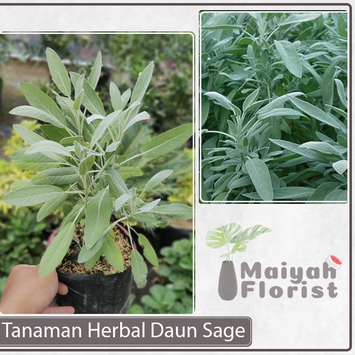 Jual Tanaman Herbal Daun Sage - Salvia Officinalis - Saga Telik ...