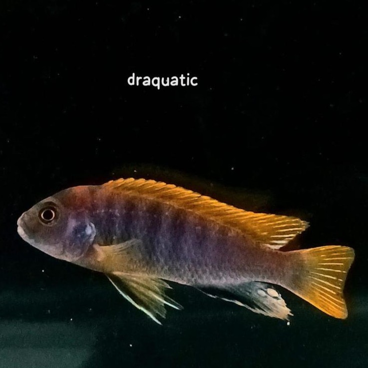 Jual IKAN CICHLID RED TOP HONGI | IKAN HIAS AQUARIUM | Shopee Indonesia
