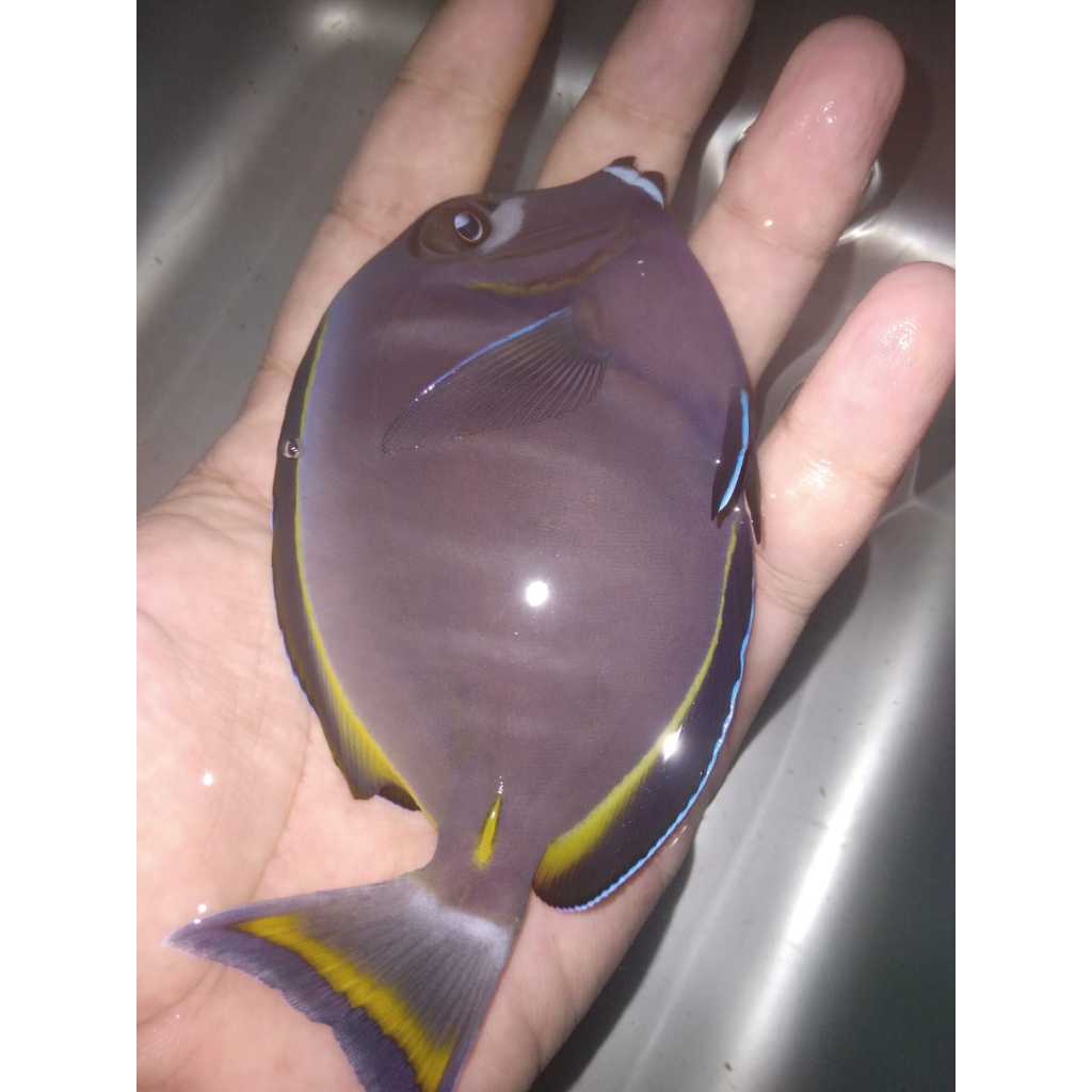 Jual Botana KACAMATA - Ikan Hias Aquarium Laut | Shopee Indonesia