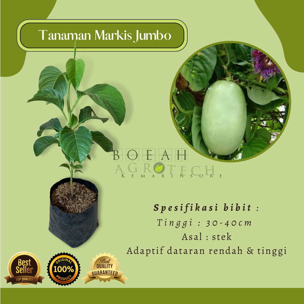 Jual Bibit Markisa Jumbo/ Giant Markisa | Shopee Indonesia