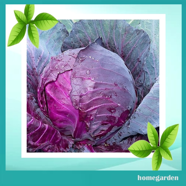 Jual Benih Kol Brussel Bibit Kol Mini Benih Kubis MIni Brussel Tanaman ...