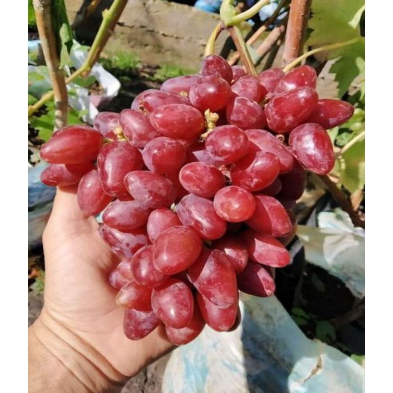 Jual Bibit Anggur Import Taldun Hasil Grafting Cepat Berbuah | Shopee ... Jual Bibit Anggur Import Taldun Hasil Grafting Cepat Berbuah | Shopee ...