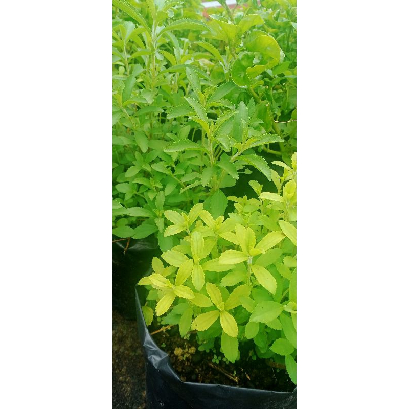 Jual STEVIA / STEVIA PENGGANTI GULA / DAUN STEVIA / PEMANIS ALAMI ...