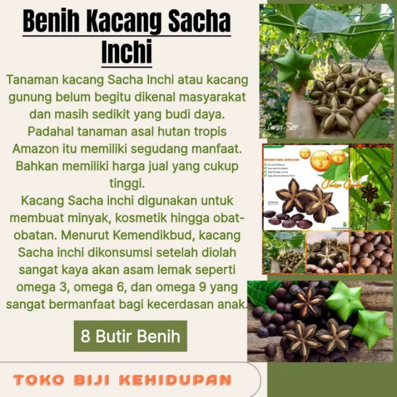 Jual 8 BIJI BENIH KACANG SACHA INCHI | KACANG BINTANG | Shopee Indonesia Jual 8 BIJI BENIH KACANG SACHA INCHI | KACANG BINTANG | Shopee Indonesia